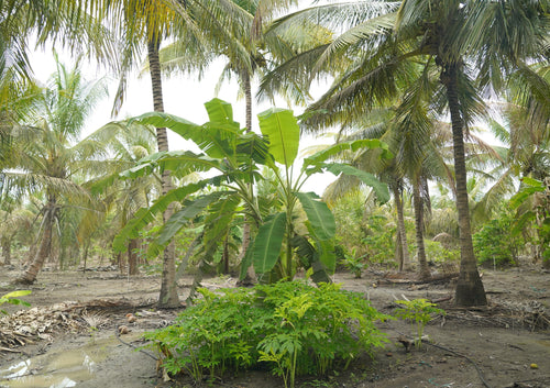 Multi-tier cropping system