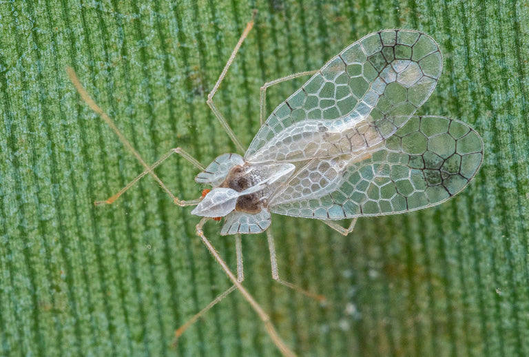 Lacewing Bug: Stephanitis typicus