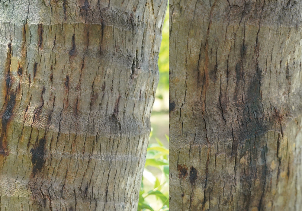 Tanjore Wilt / Basal Stem End Rot