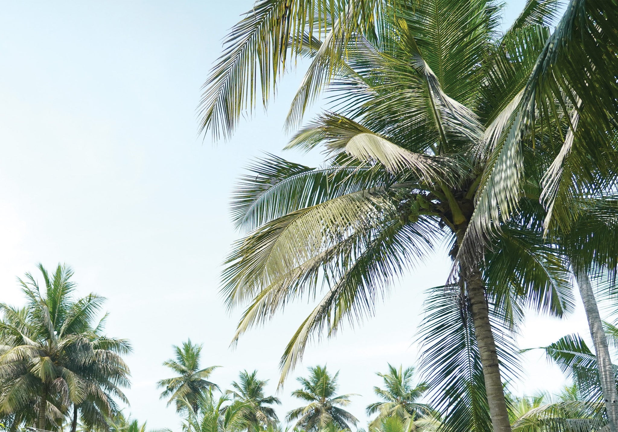 Bud Rot in Coconut Palms: Prevention Guide