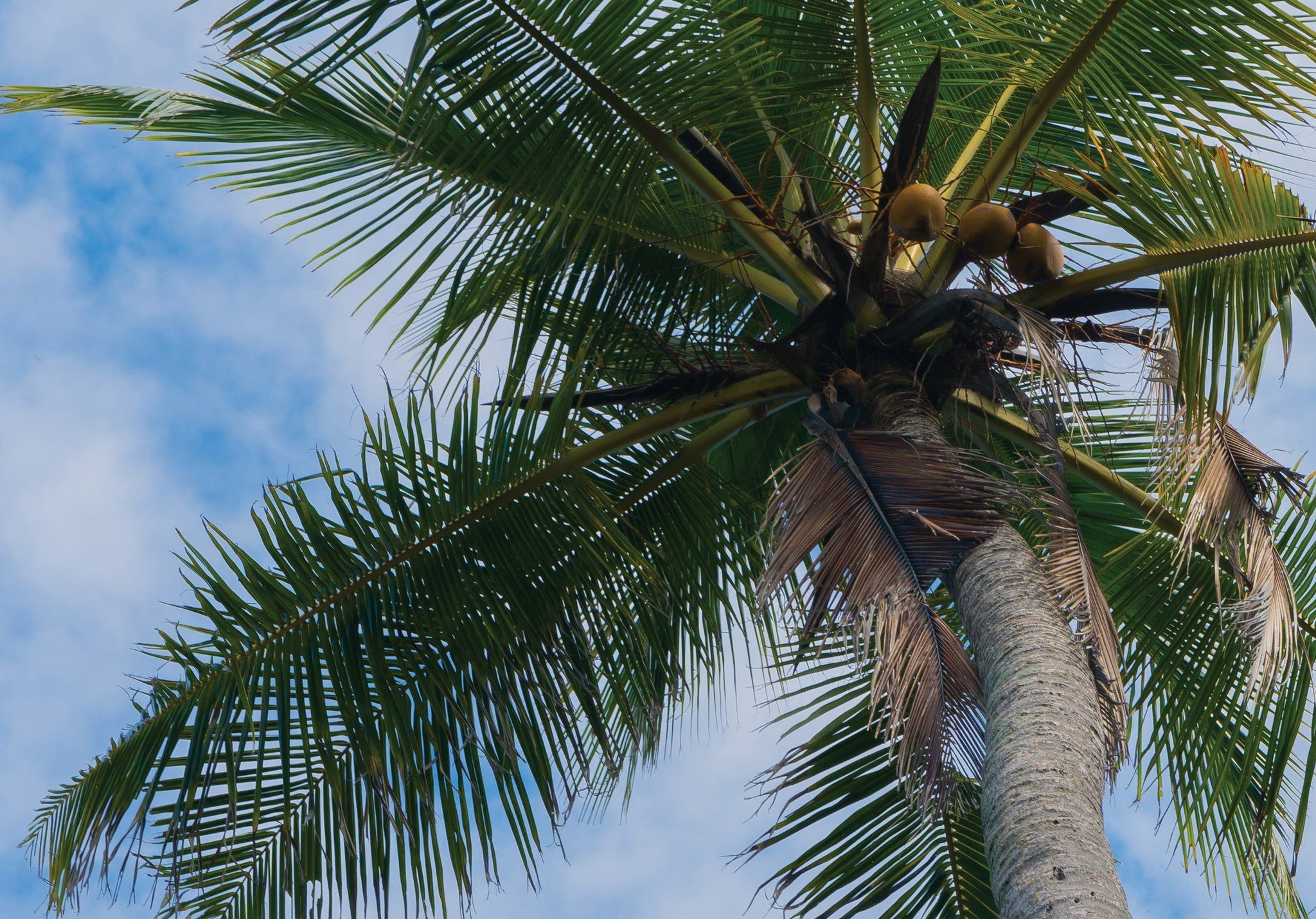 Managing Coconut Root Wilt Disease