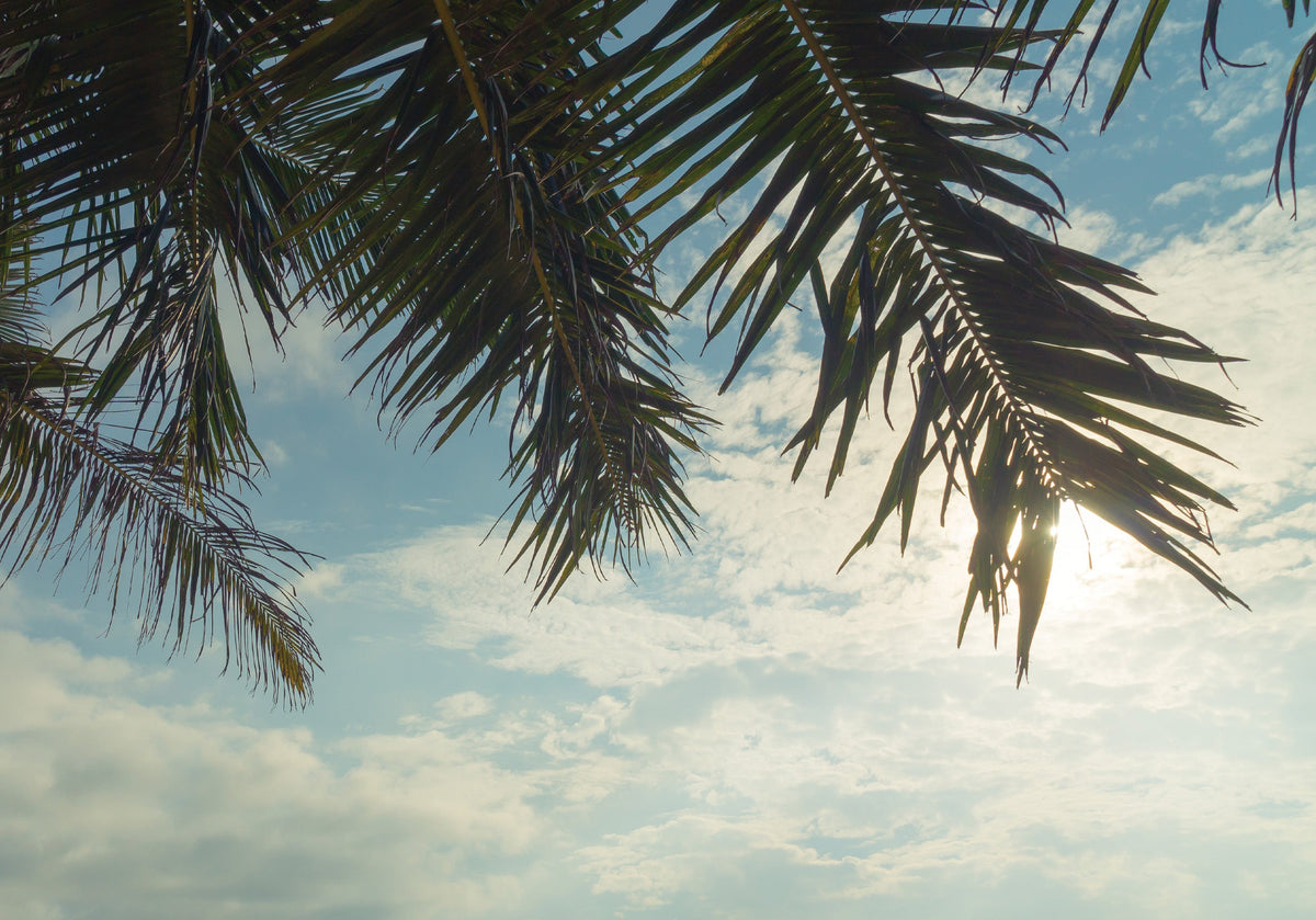 Leaf Rot Disease in Coconut