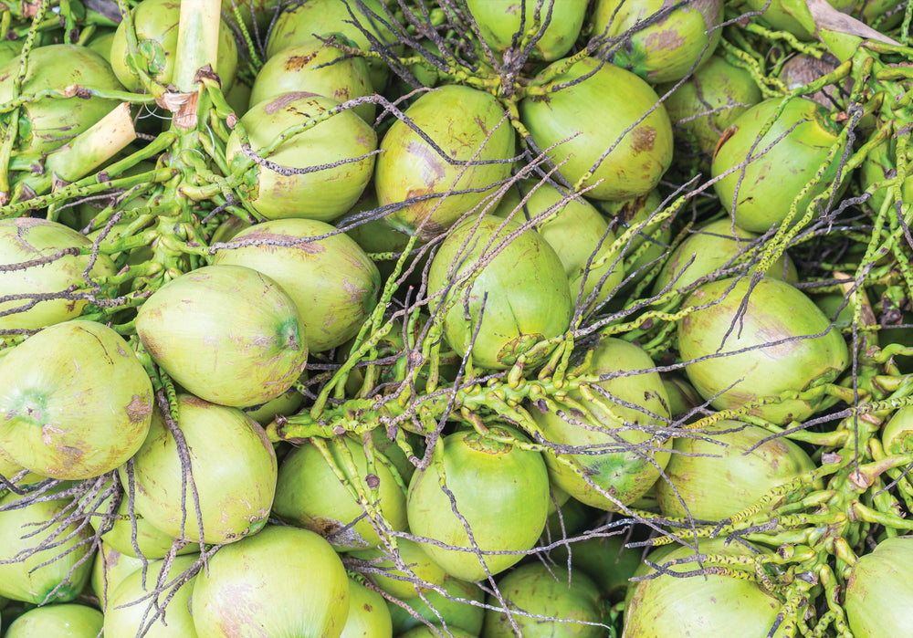 Preventing Premature Nut Fall in Coconuts