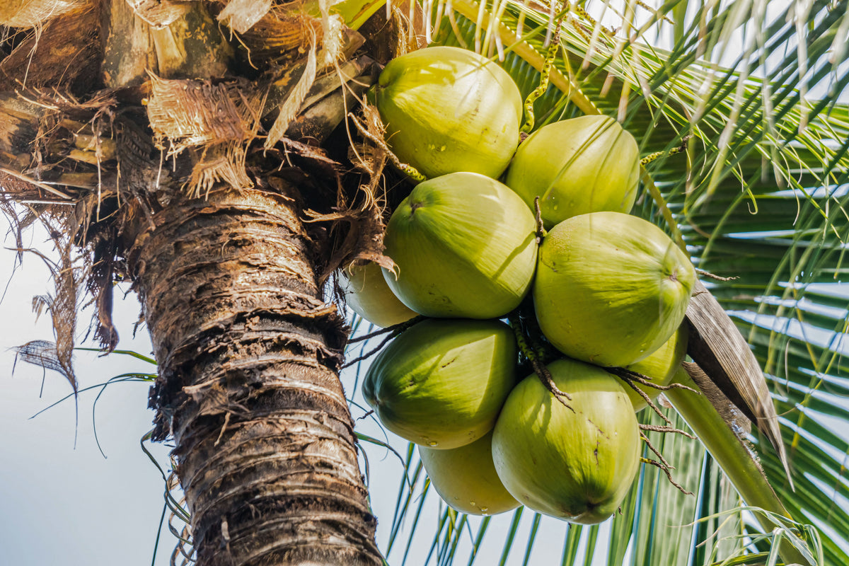 Bud Rot in Coconut Palms: Prevention & Treatment