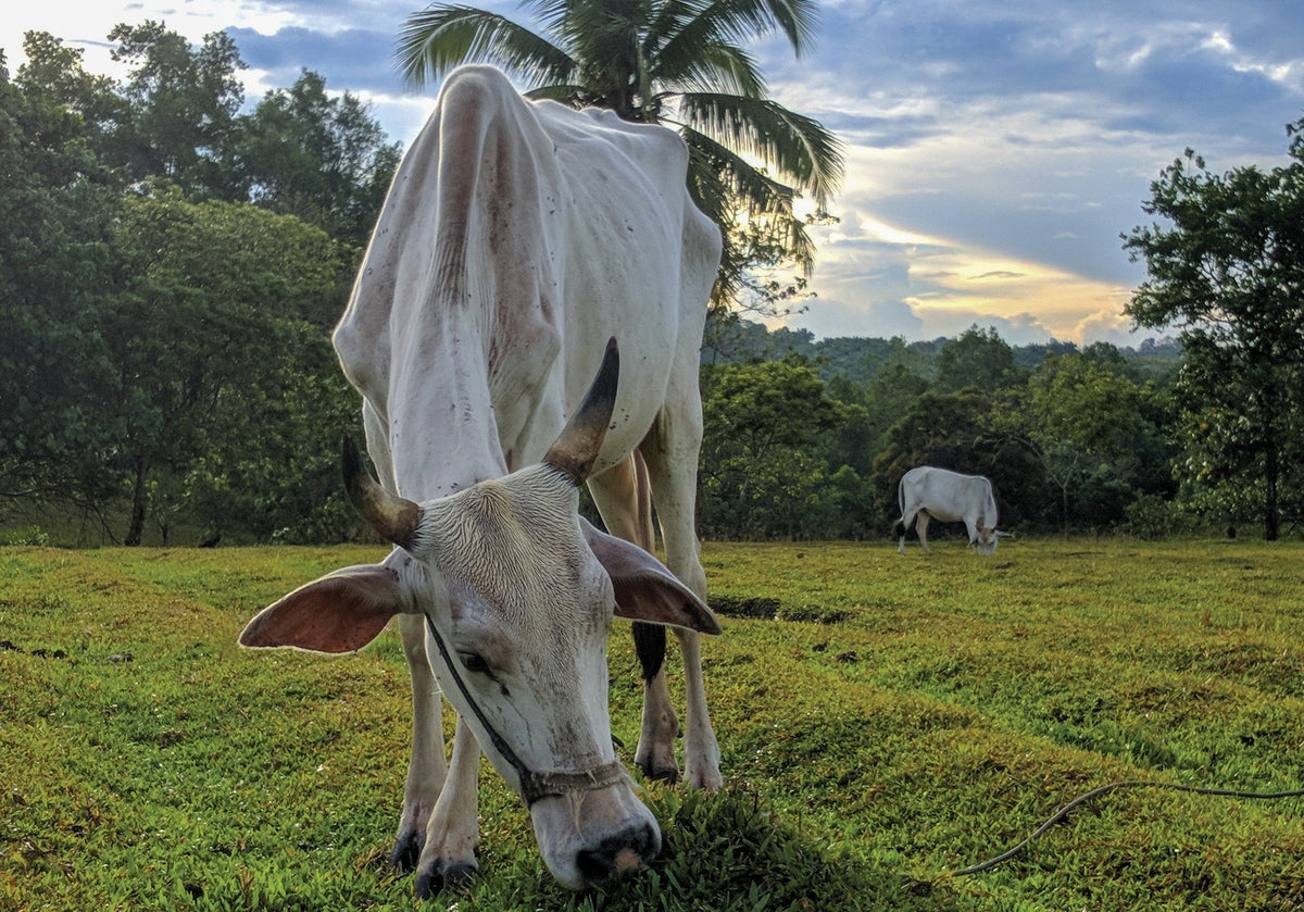 Amudham Organic Growth Booster