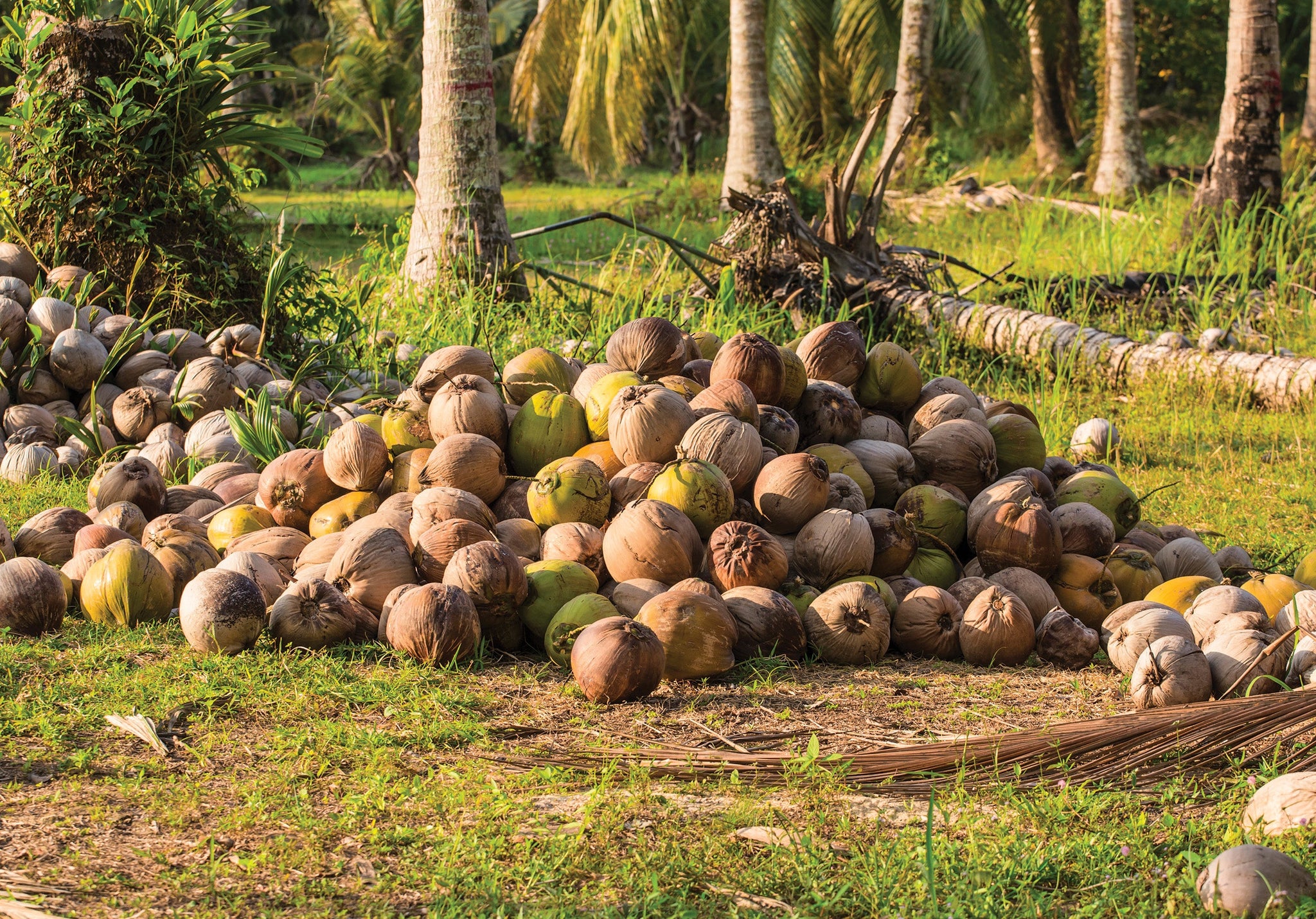 Bud Rot in Coconut Palms: Prevention & Cure