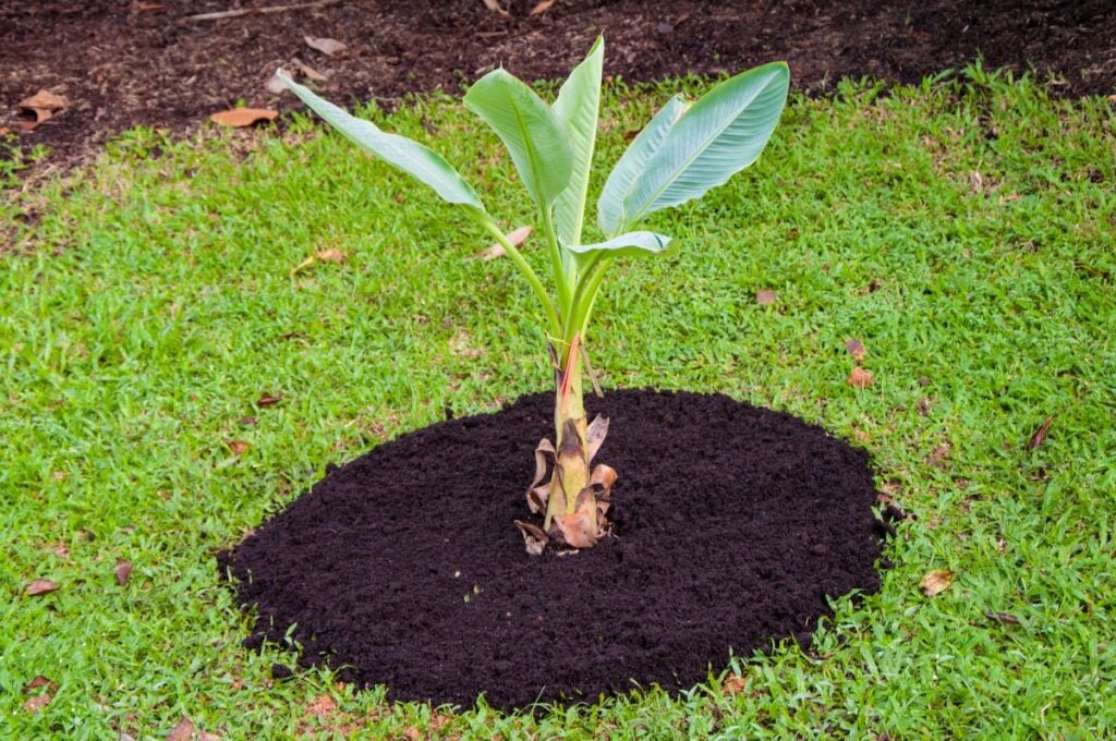 6 Essential Techniques for Growing Your Own Banana Plant