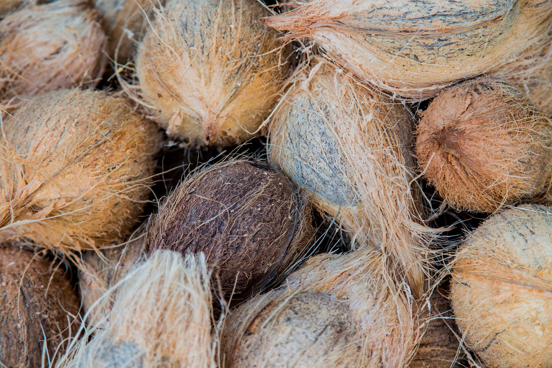 Practices for Handling and Preserving Seed Nuts in Coconut Farming