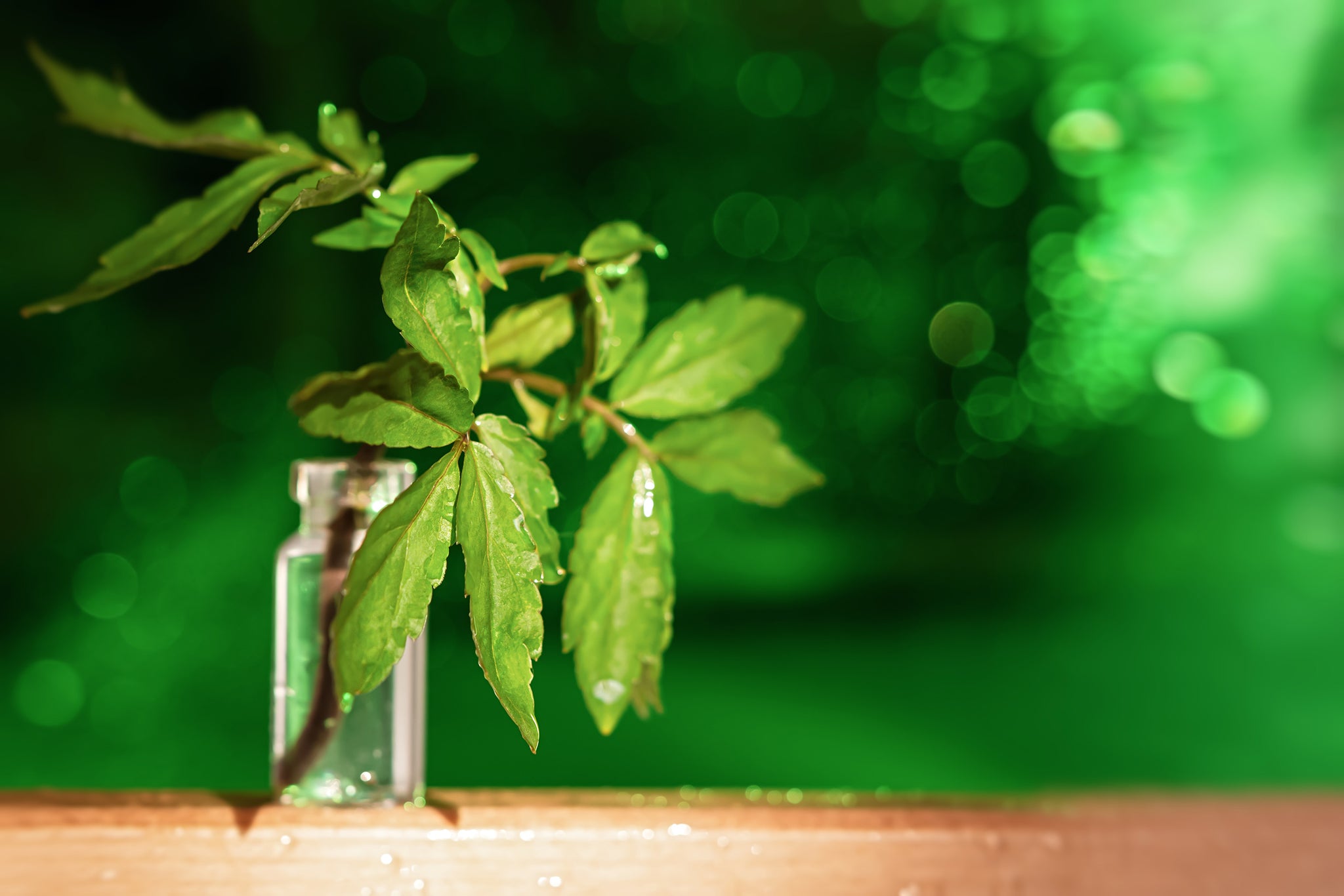 Breathe Easy with These Oxygen-Producing Indoor Plants