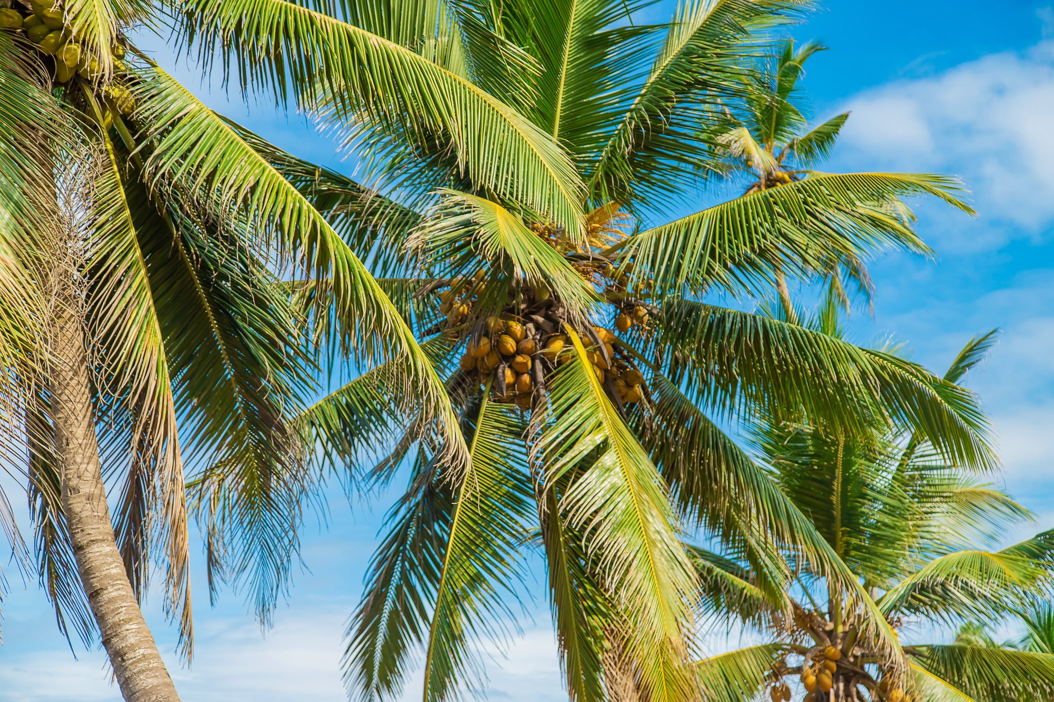 Algal Leaf Spot Explained: A Common Coconut Palm Disease