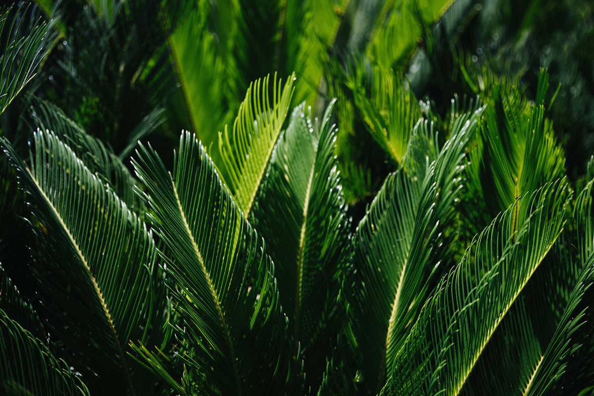 Copper deficiency in coconut farming explained