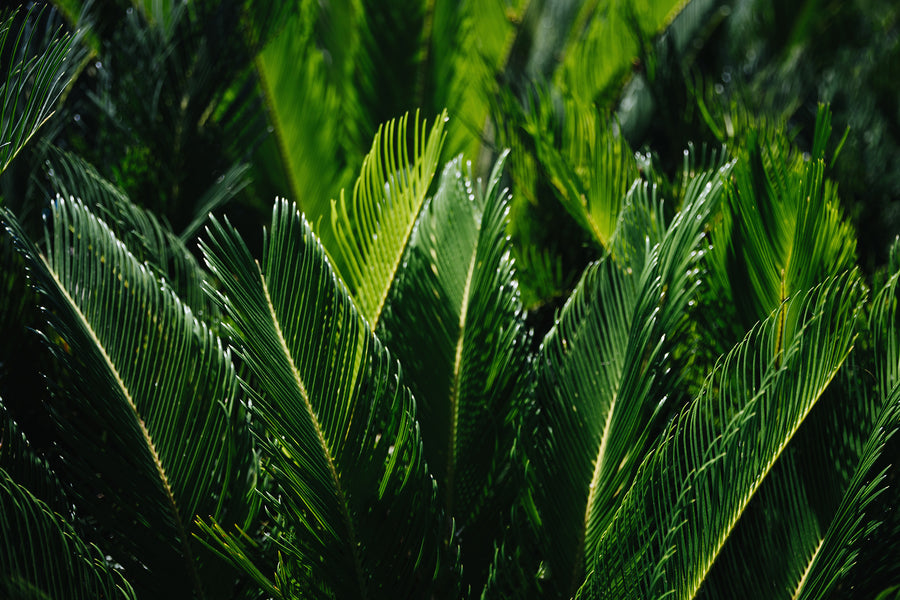 Copper deficiency in coconut farming explained