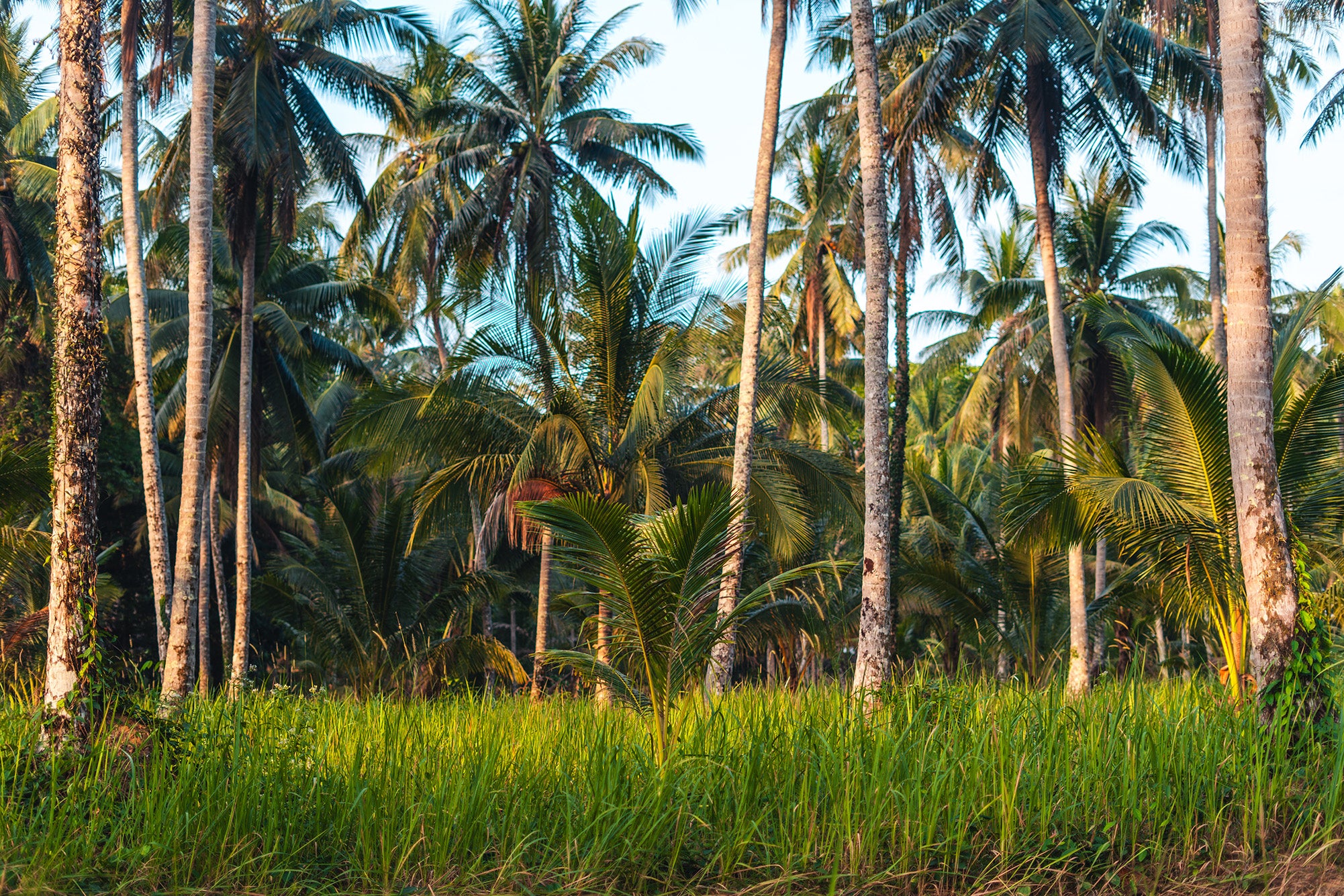 Intercropping With Coconut Revitalising Coconut Farming In Southeast
