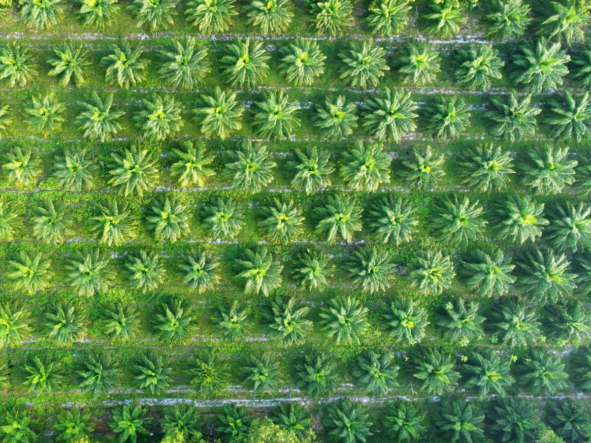 Calculating and Implementing Ideal Spacing in Your Coconut Plantation