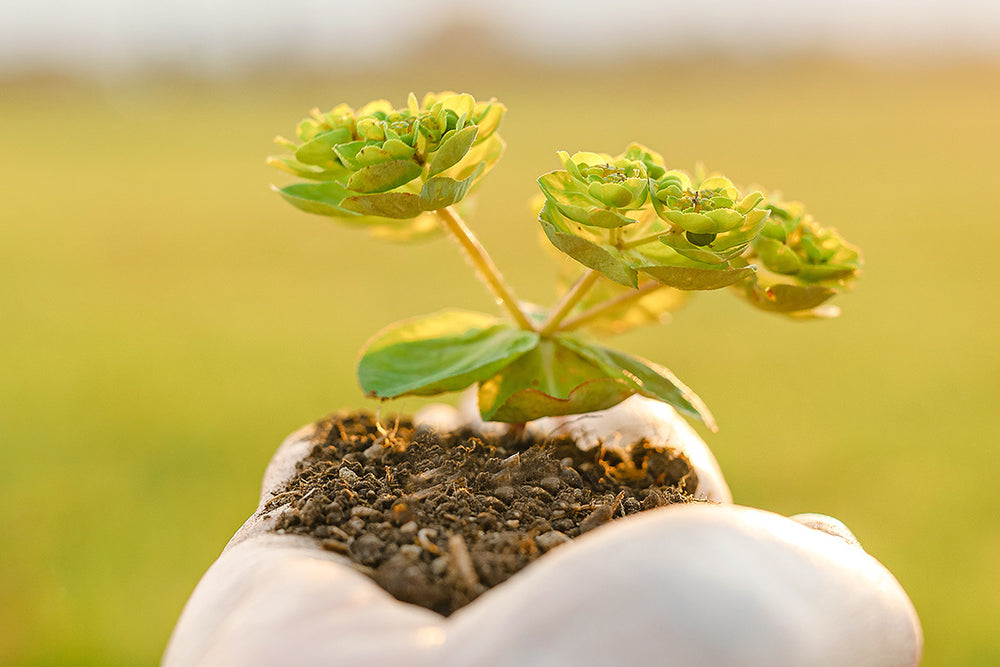 Grow Your Plants Healthier with the Power of Manganese