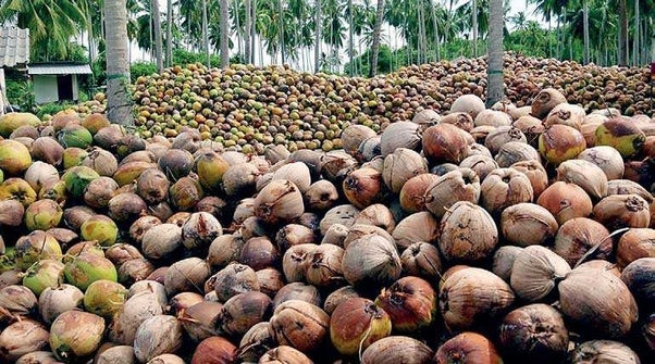 List of Markets in South India for coconut farmers