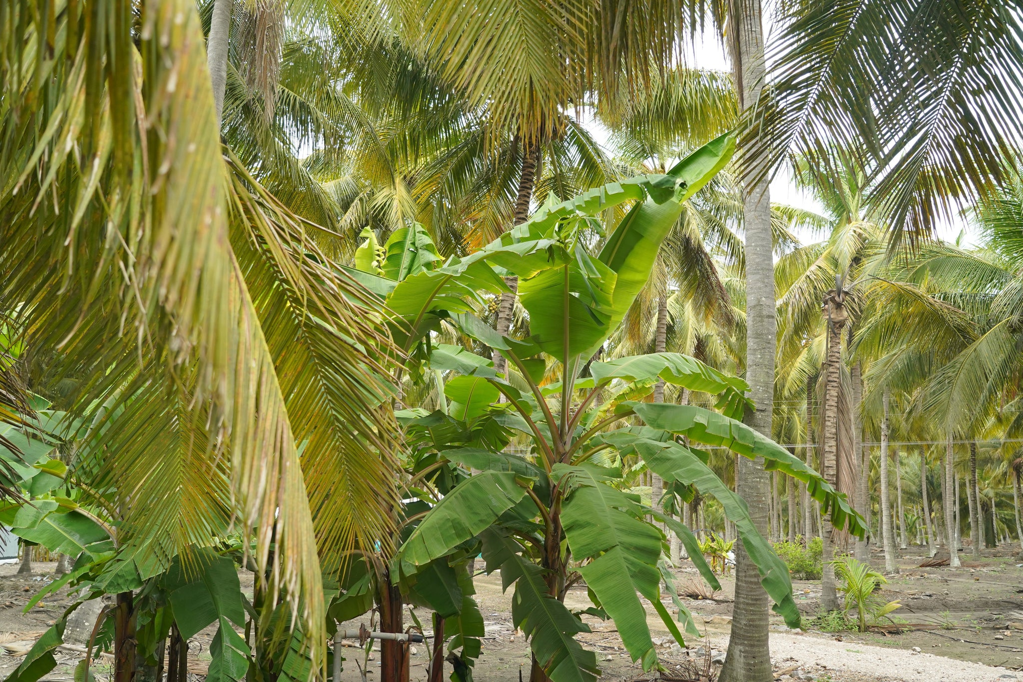 4-Layer Cropping in Coconut Farms for Better Yield and Profit