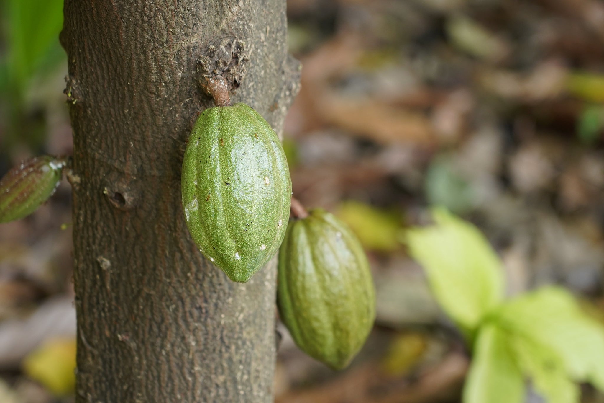 Grow Cocoa Under Coconut Trees for Extra Profit and Soil Health