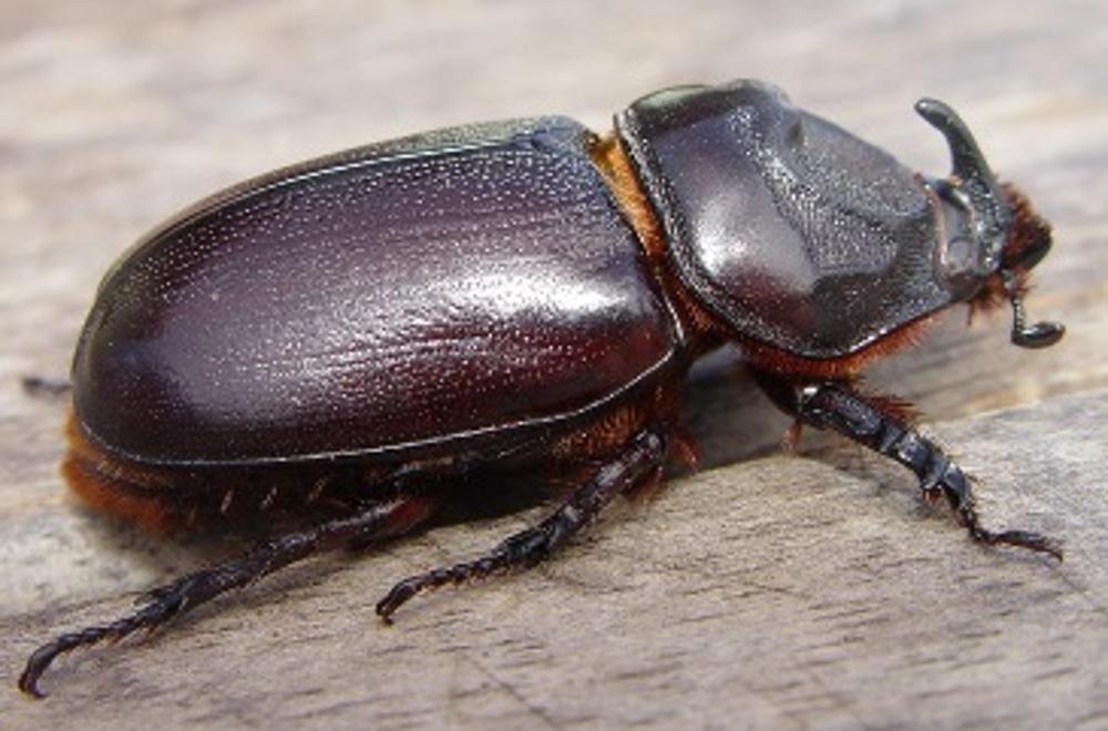 Guarding Coconuts: Effective Pest Control