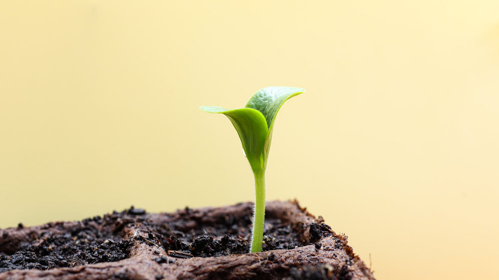 Vital Role Potassium Plays in Plant Development and Expansion