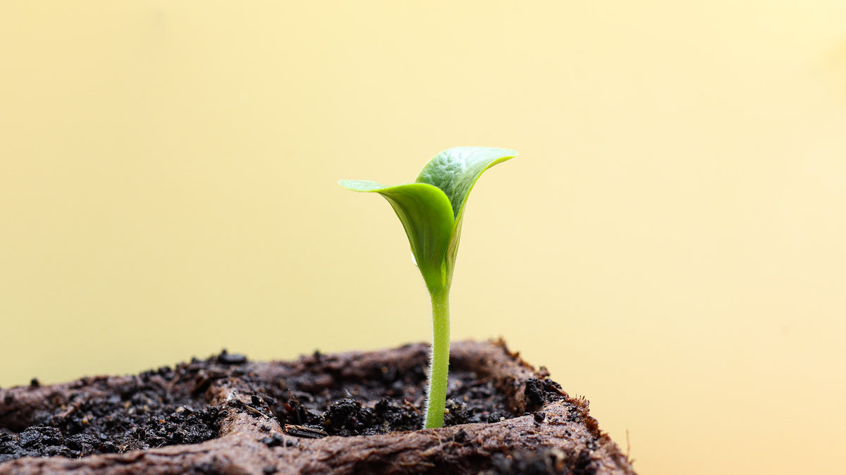 Vital Role Potassium Plays in Plant Development and Expansion