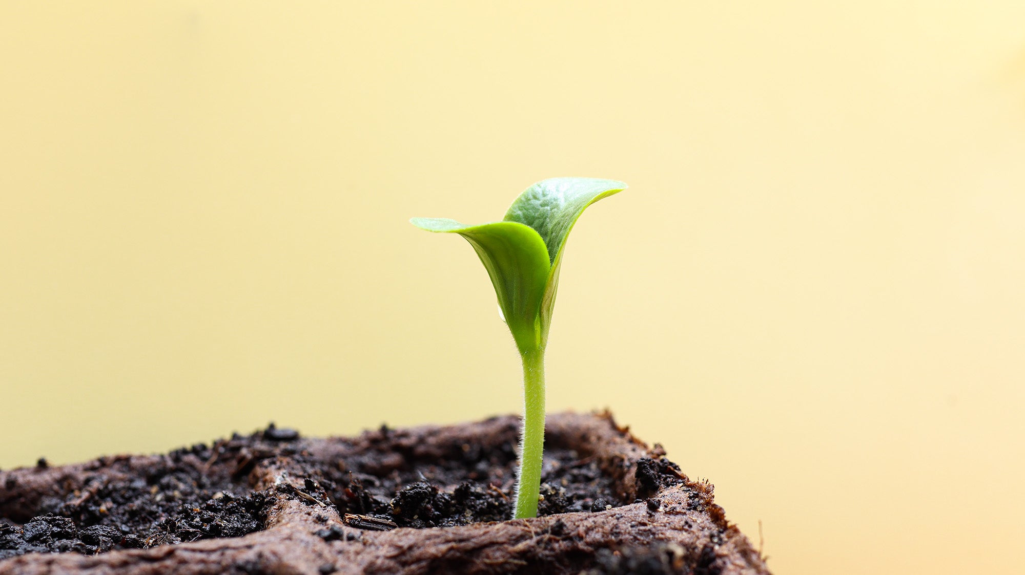 Vital Role Potassium Plays in Plant Development and Expansion