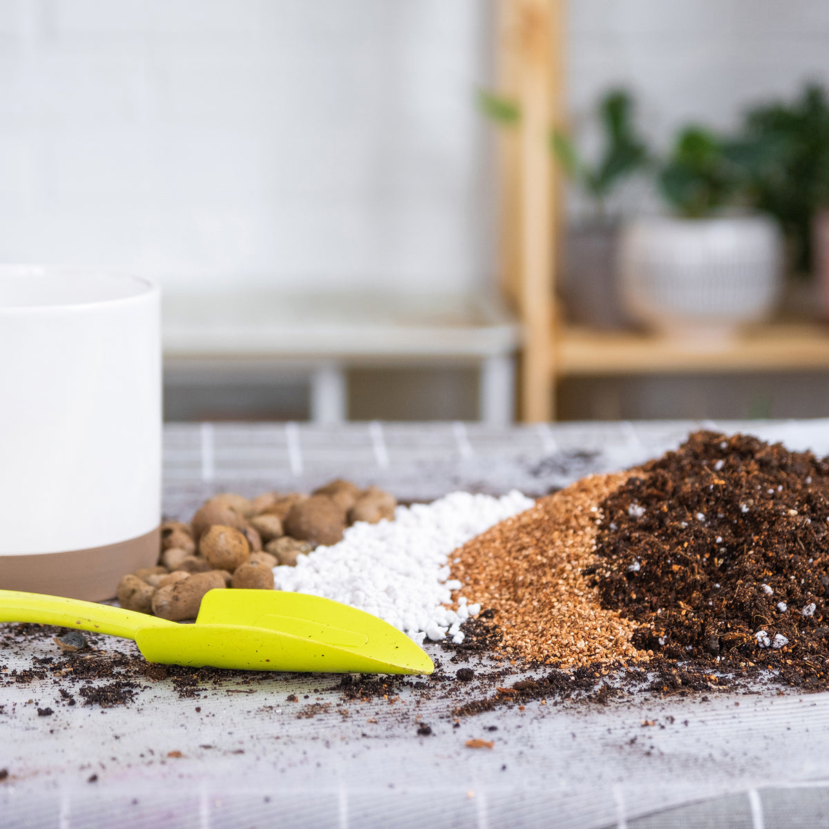 coconut tree planting method