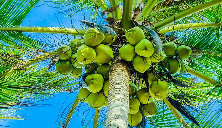 How to keep the coconut trees healthy?