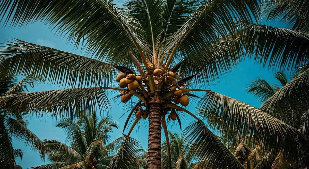 Preventing Bud Rot: Coconut Palm Care