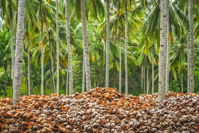 Mulching for Coconut Farms